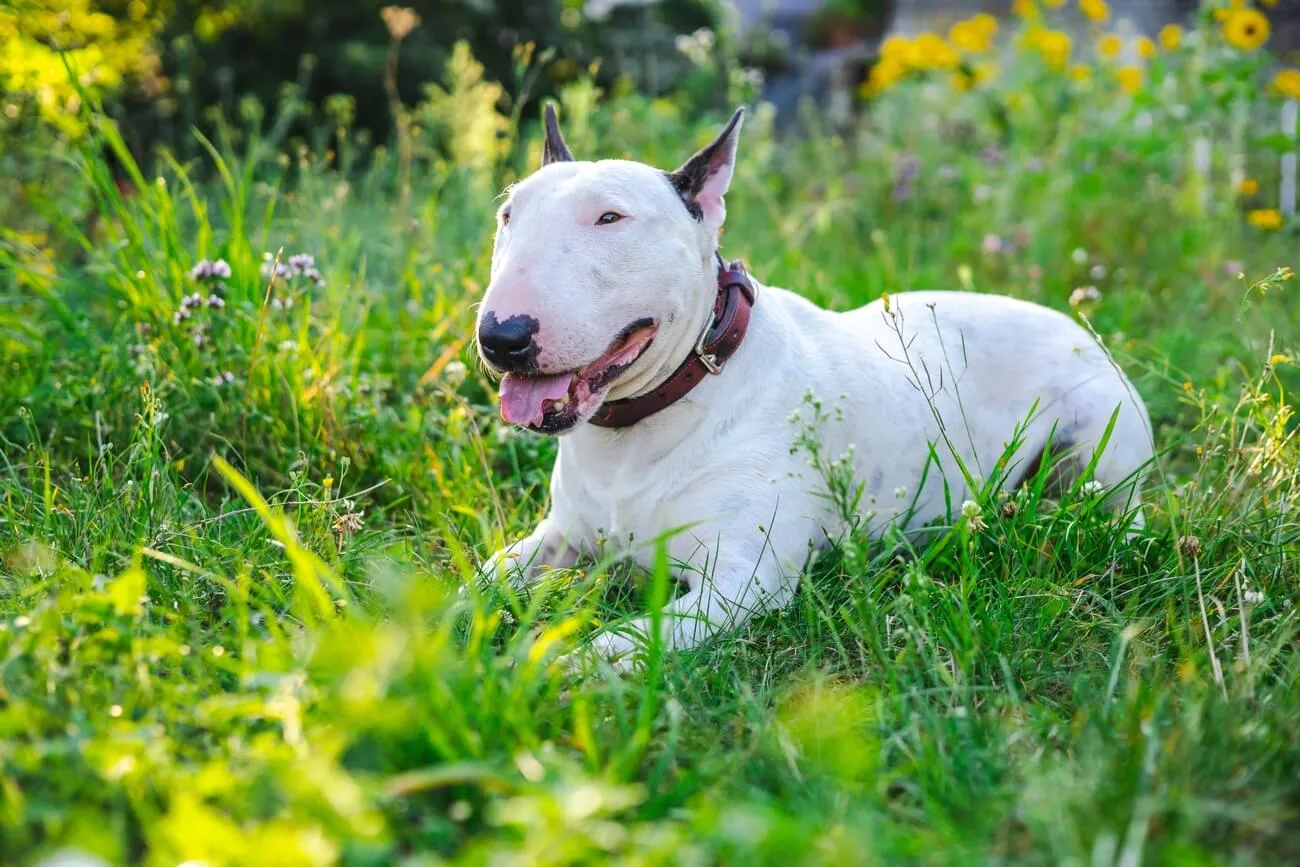 Bulterier – cena. Jakie są koszty zakupu i utrzymania? | Dog Project