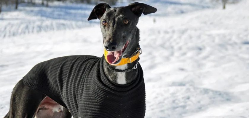 Chart polski | Dog Project