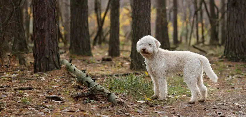 Lagotto romagnolo | Dog Project