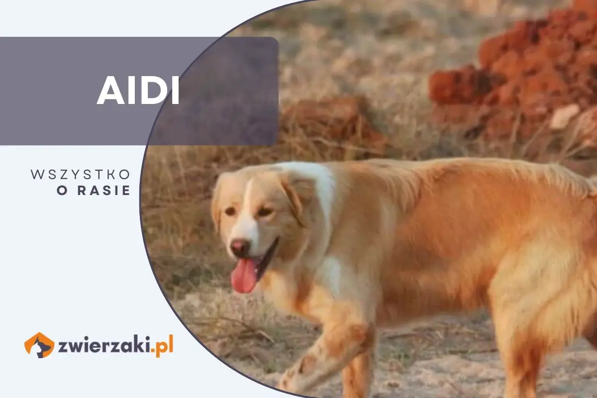 Aidi | Dog Project