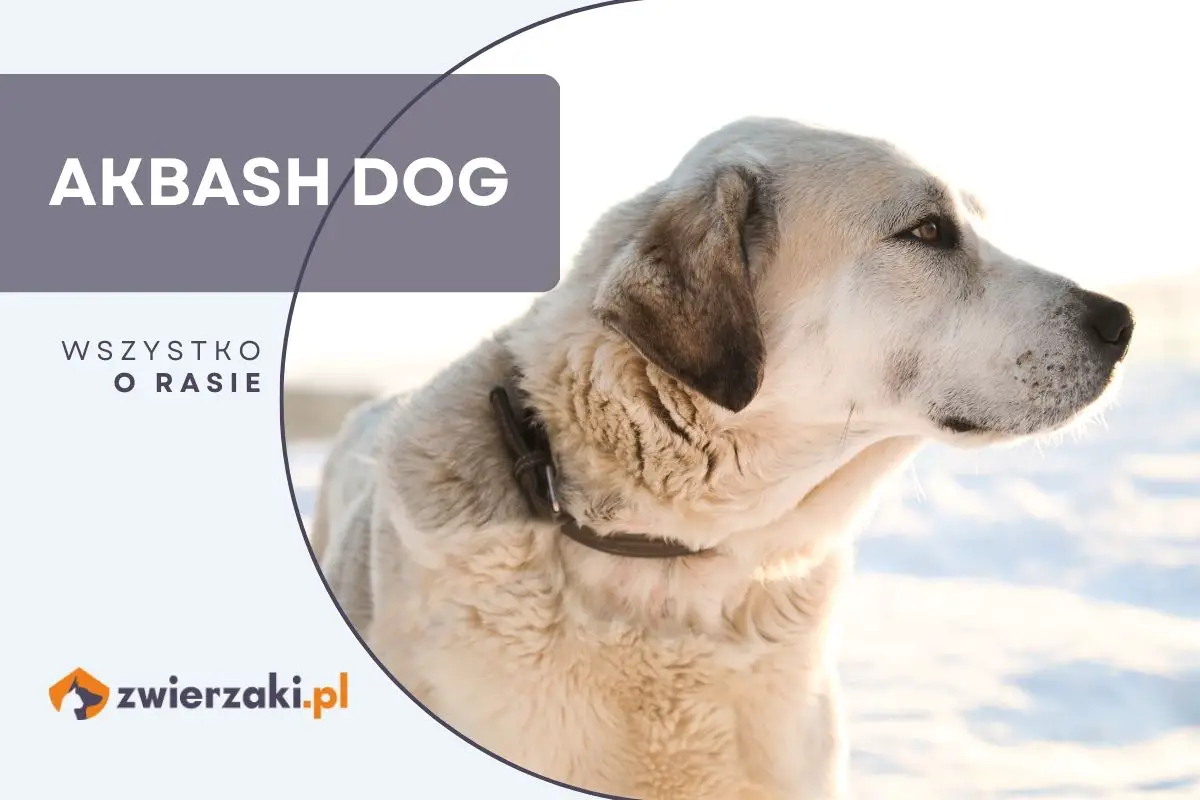 Akbash dog | Dog Project
