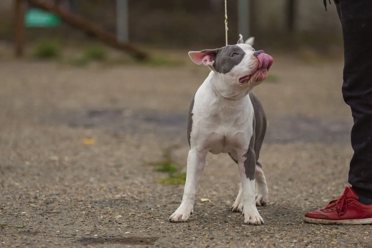 Amstaff miniaturka – czy istnieje mniejsza wersja tej rasy? | Dog Project