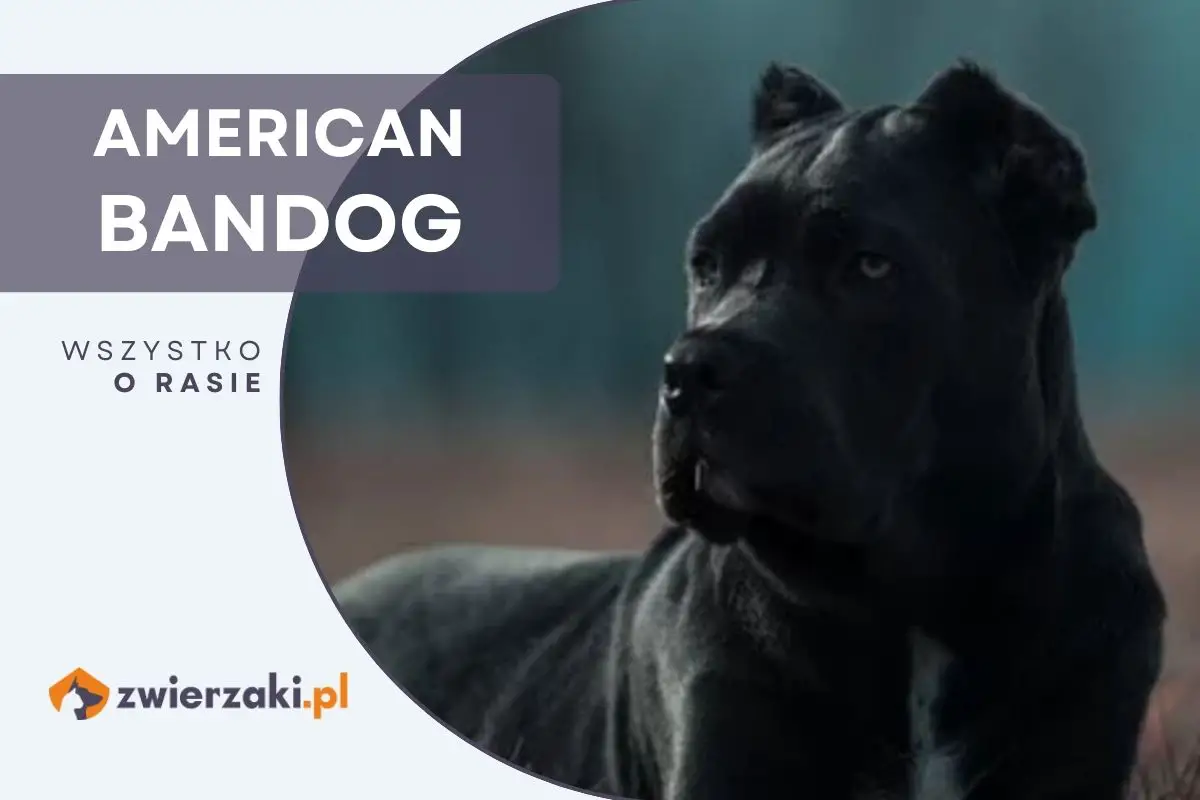 Bandog | Dog Project