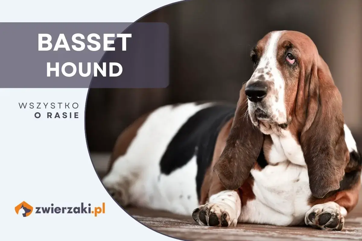 Basset hound | Dog Project