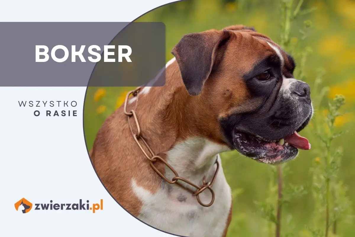 Bokser (rasa psa) – waga, uścisk szczęki, usposobienie