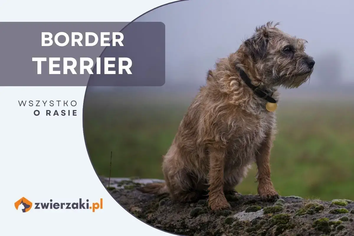 Border terrier | Dog Project