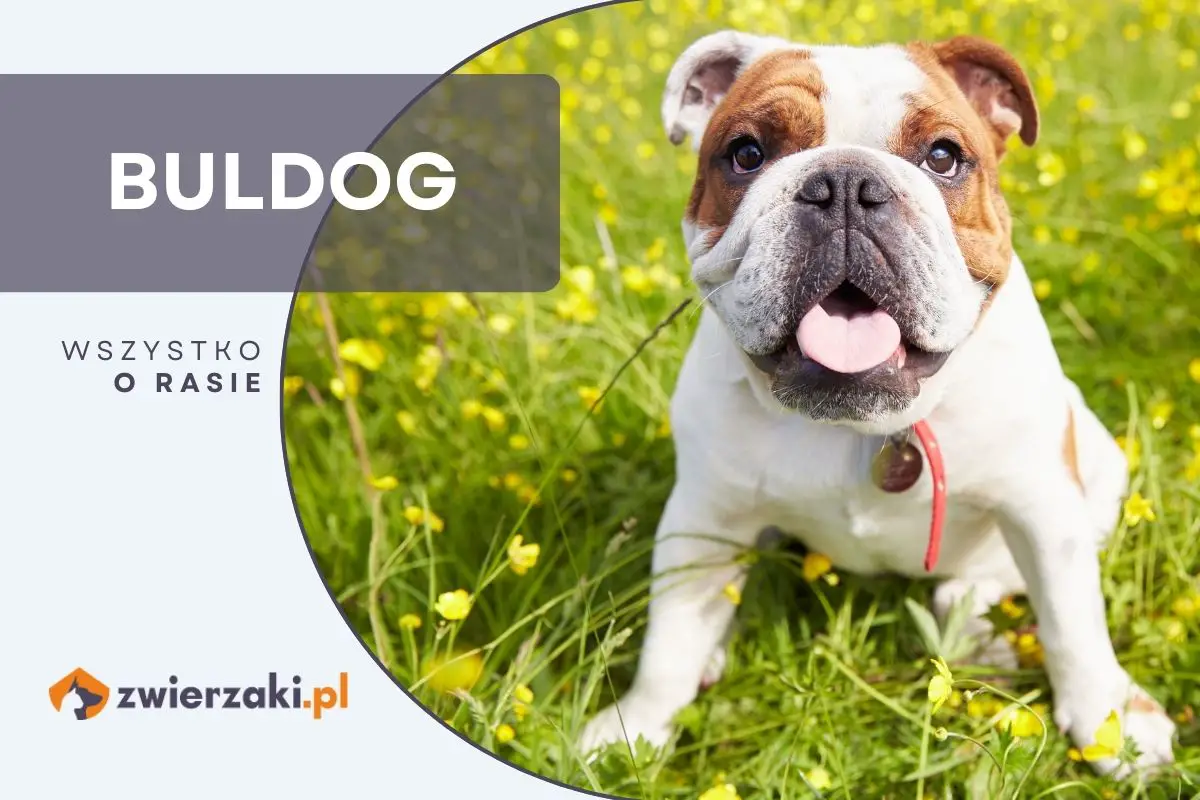 Buldog | Dog Project