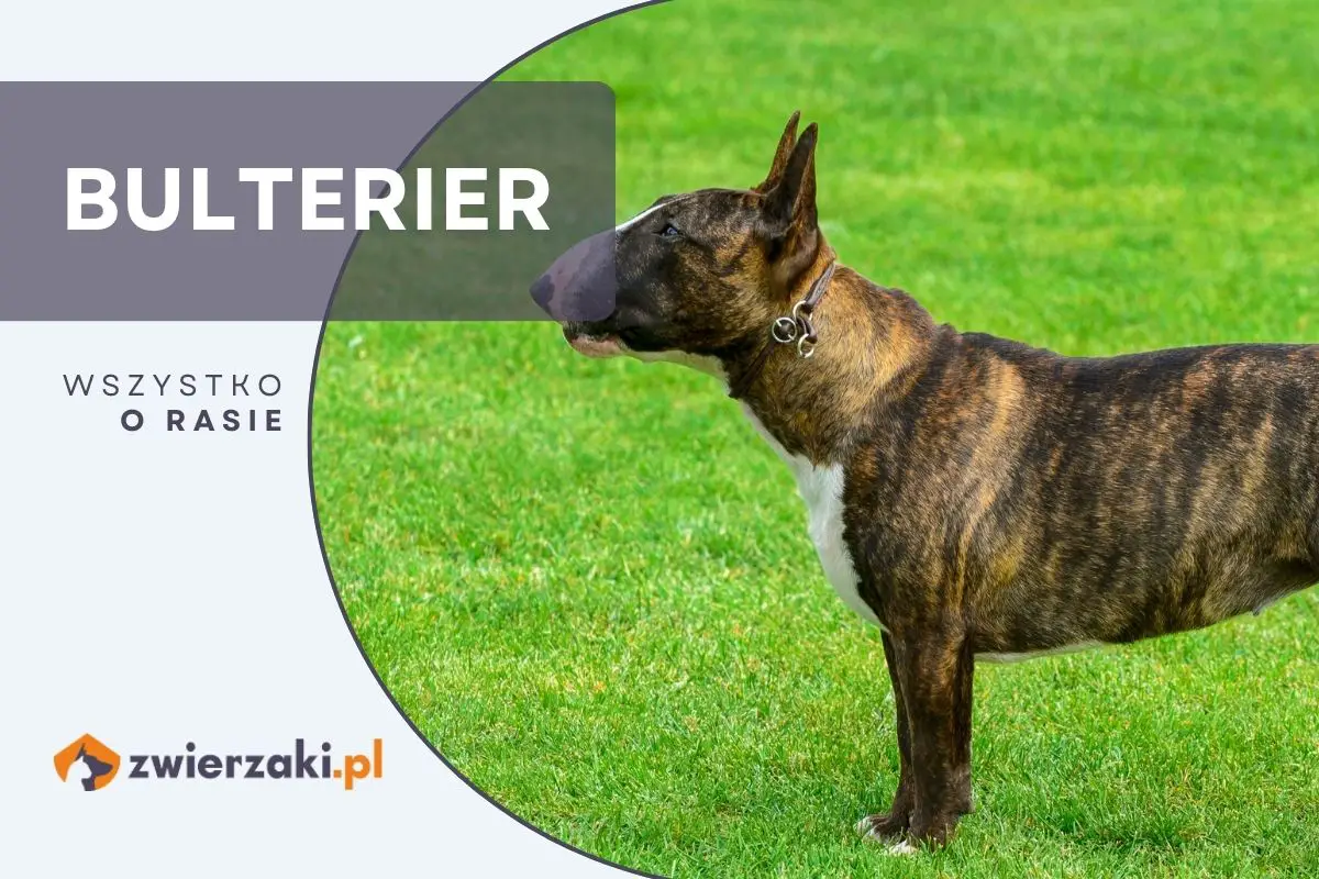 Bulterier – długość życia, opis rasy psa | Dog Project