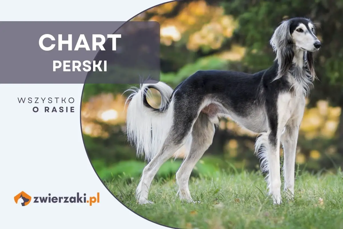 Chart perski | Dog Project