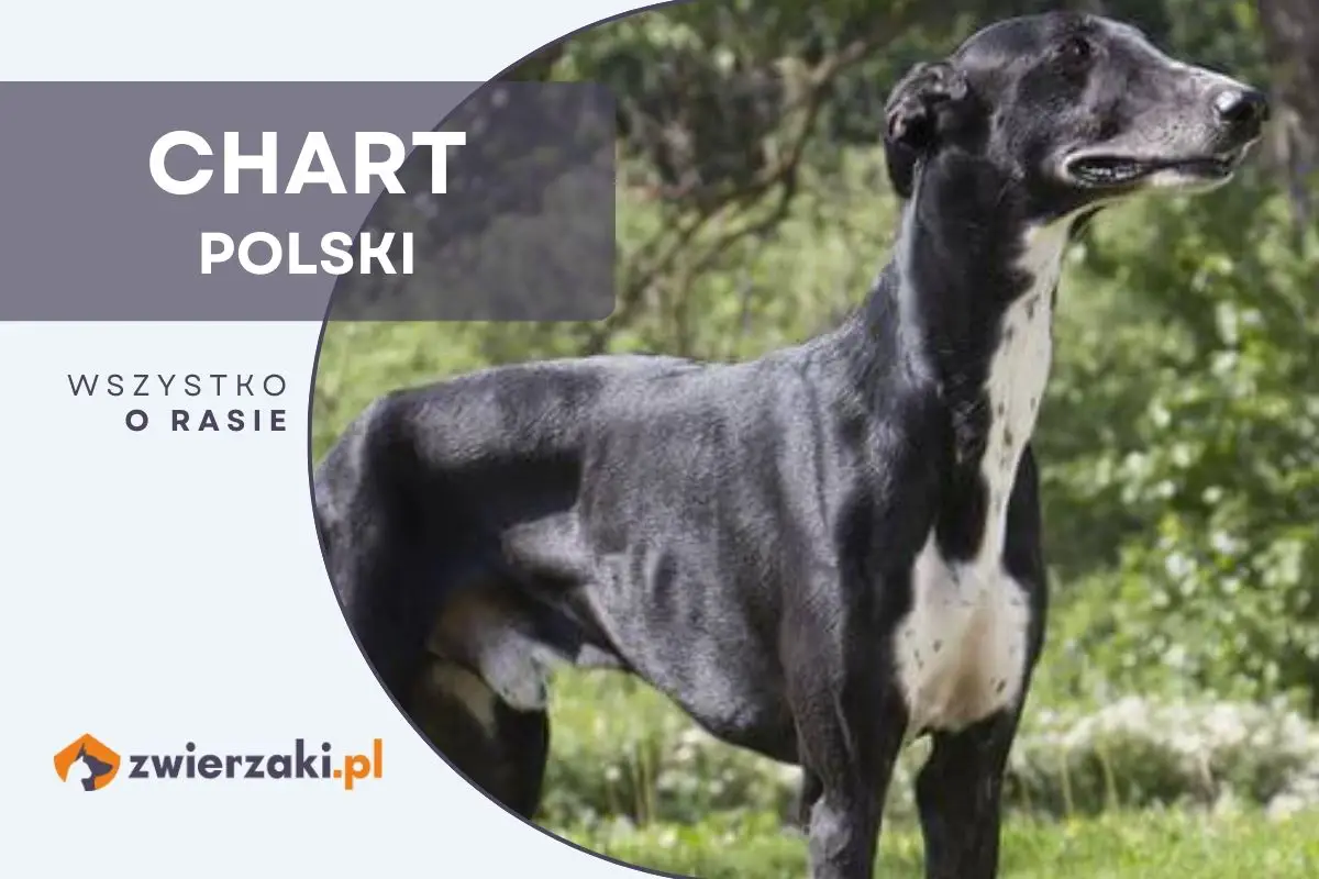 Chart polski | Dog Project