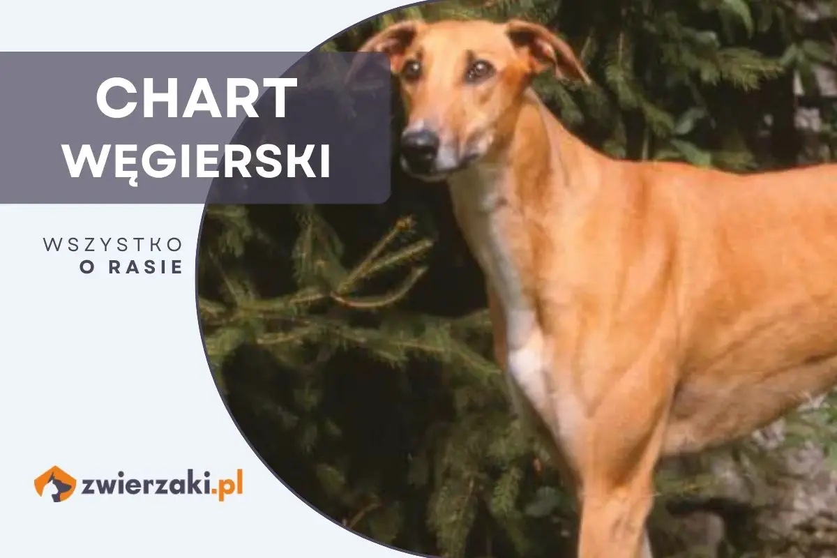 Chart węgierski | Dog Project