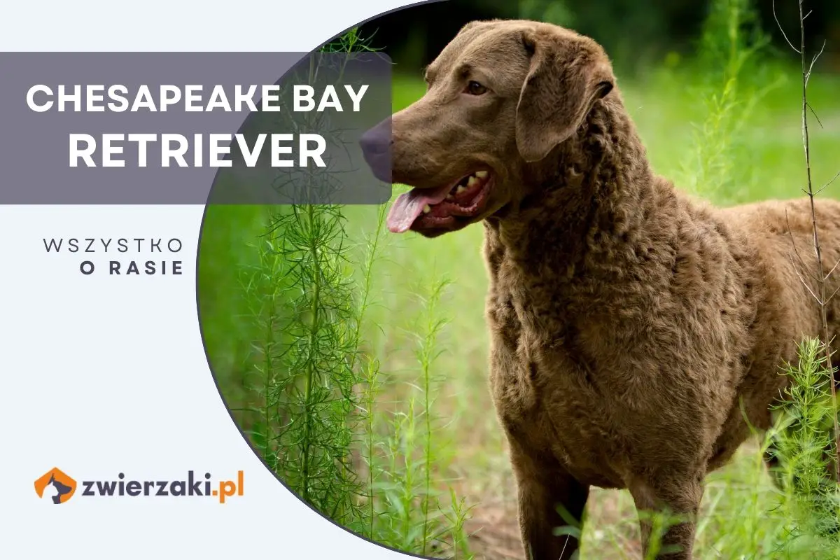 Chesapeake bay retriever | Dog Project