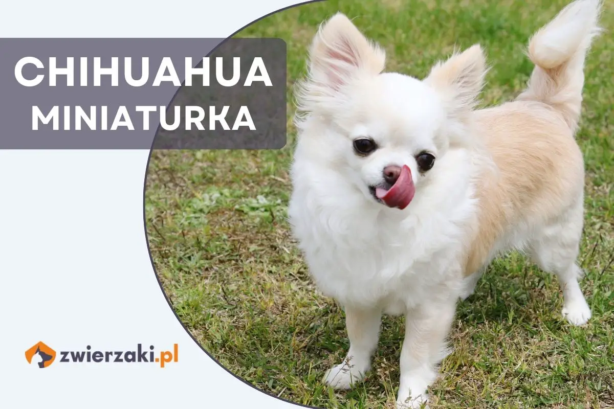 Chihuahua miniaturka | Dog Project