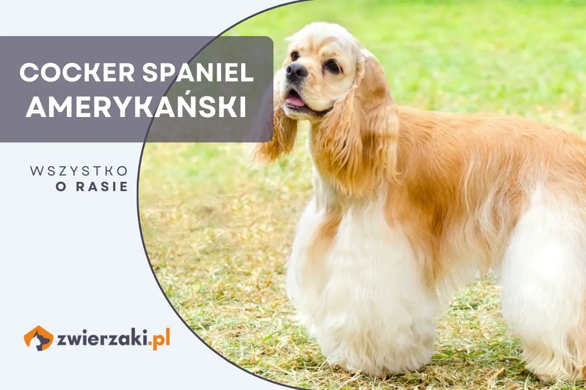 Cocker spaniel amerykański | Dog Project