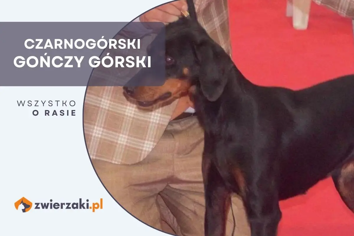 Czarnogórski gończy górski | Dog Project
