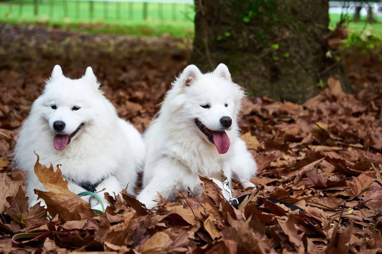 Czy samoyed ma włosy? Charakterystyka futra | Dog Project
