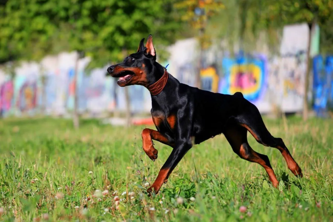 Doberman pinczer: jedyna w swoim rodzaju rasa w świecie pinczerów | Dog ...