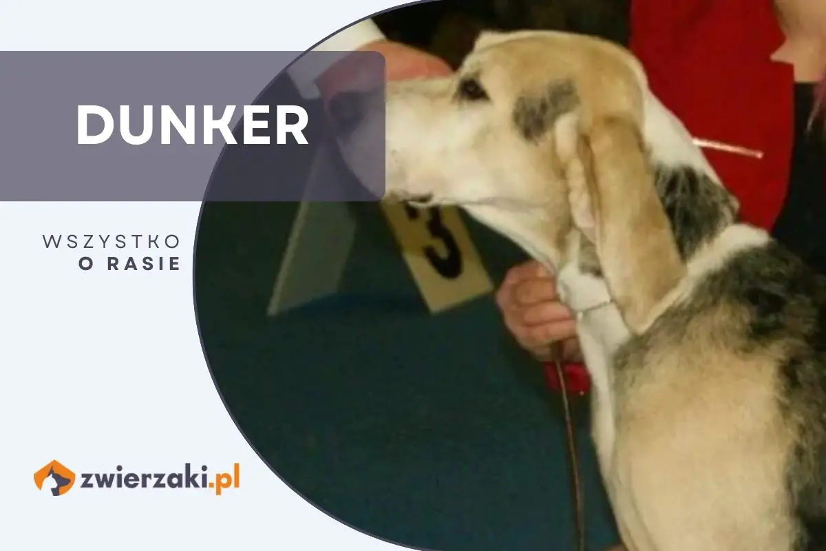 Dunker | Dog Project