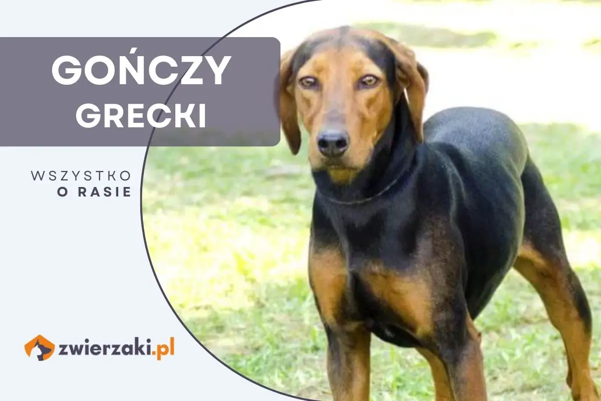 Gończy grecki | Dog Project