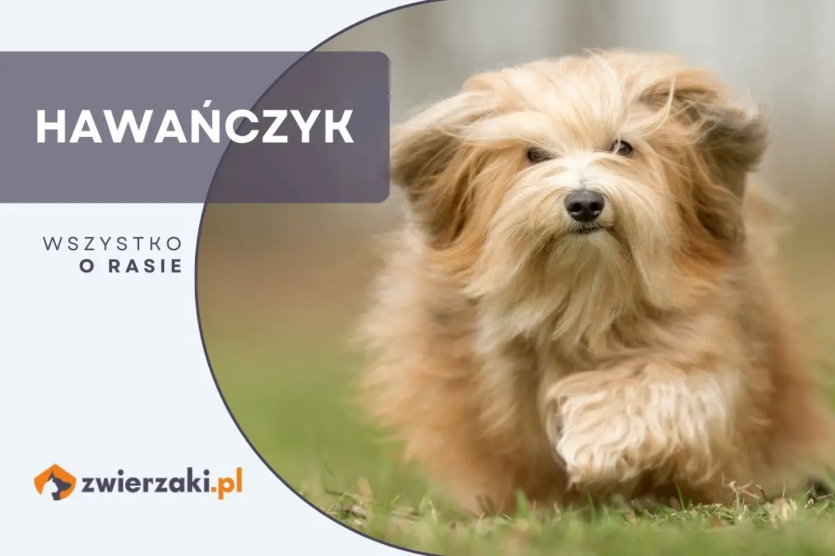 Hawańczyk | Dog Project