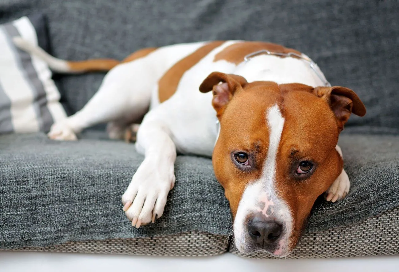 Ile żyją amstaffy: sprawdź średnią długość życia Twojego pupila! | Dog ...