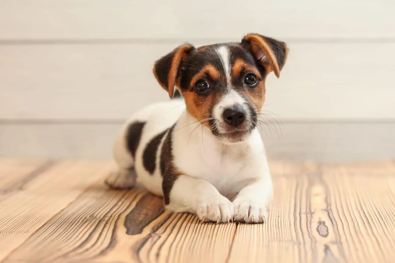 Jack russell terrier tricolor – szczegóły wyjątkowej odmiany | Dog Project
