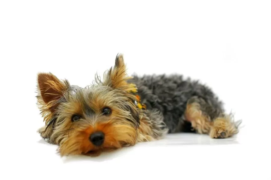 Pielęgnacja yorka – jak powinna wyglądać? Praktyczne porady | Dog Project