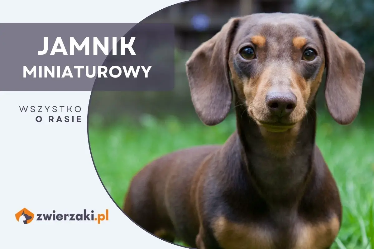 Jamnik miniaturowy | Dog Project