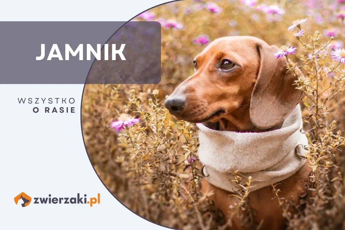 Jamnik – ile kosztuje, ile żyje? Opis rasy | Dog Project