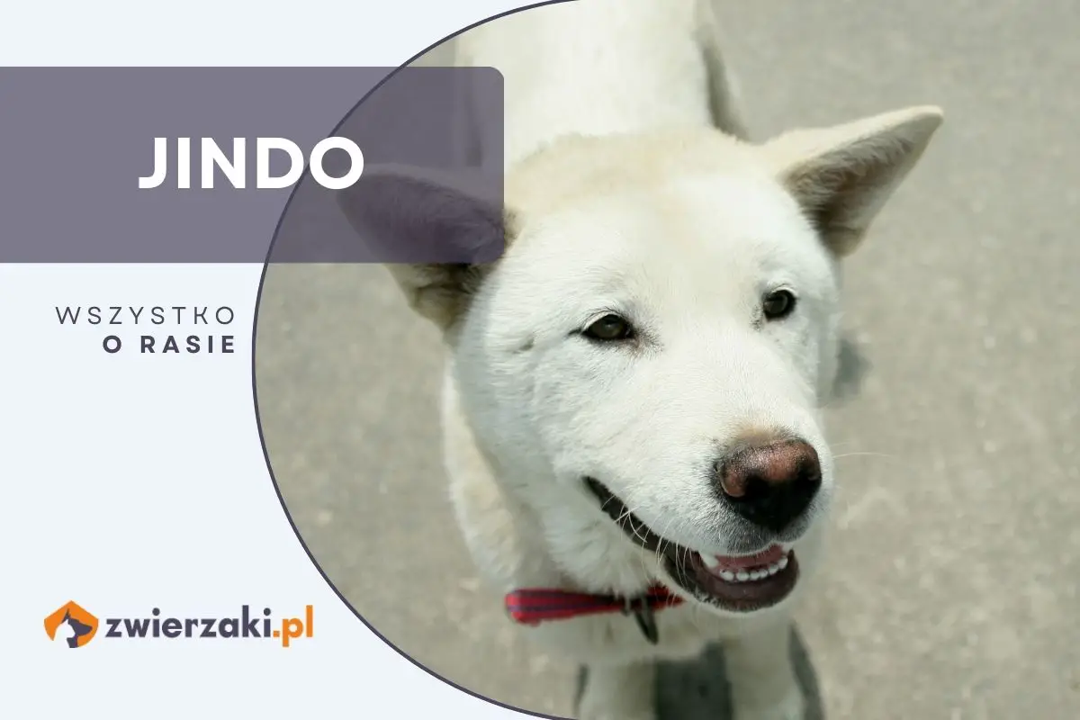 Jindo | Dog Project