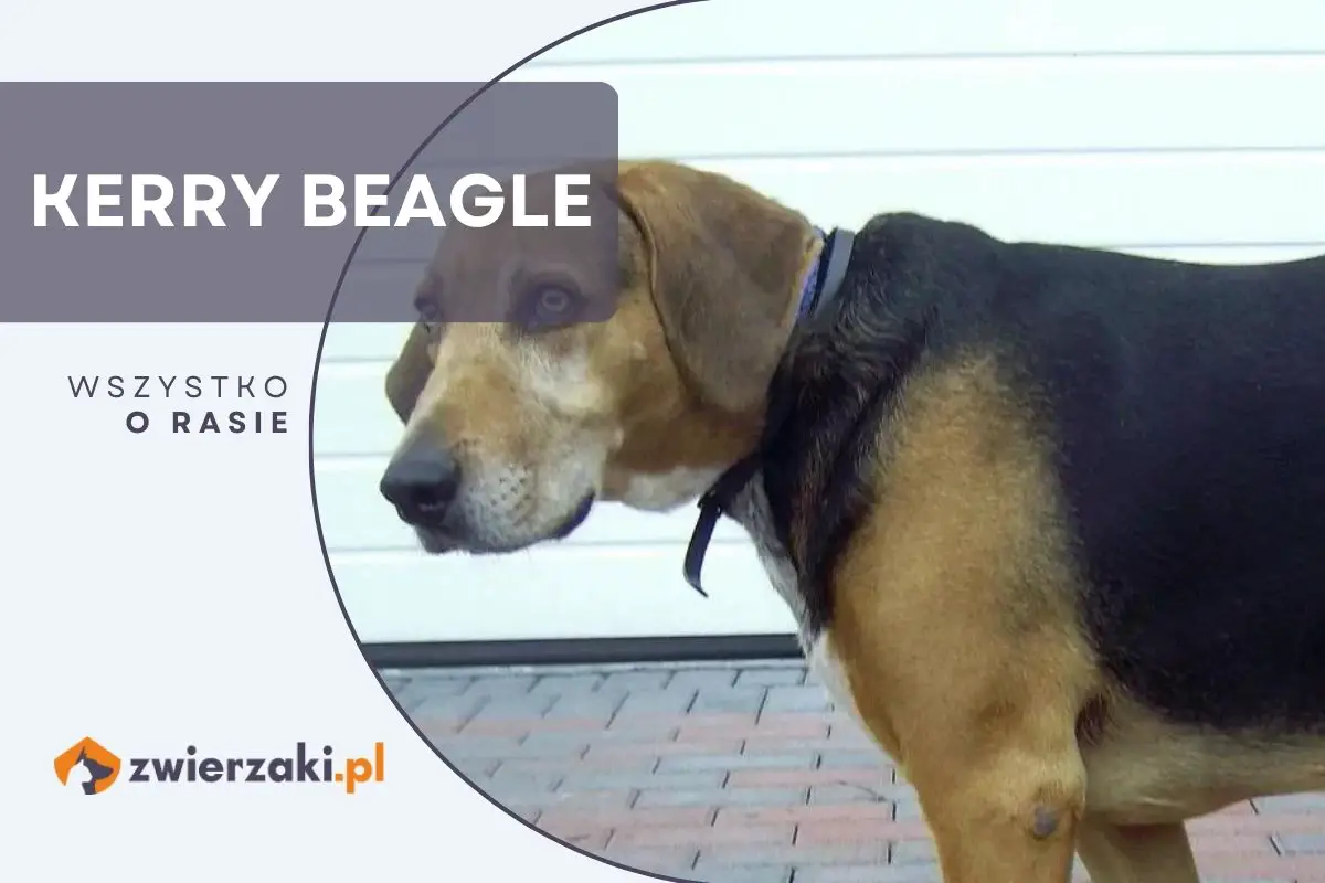 Kerry beagle | Dog Project