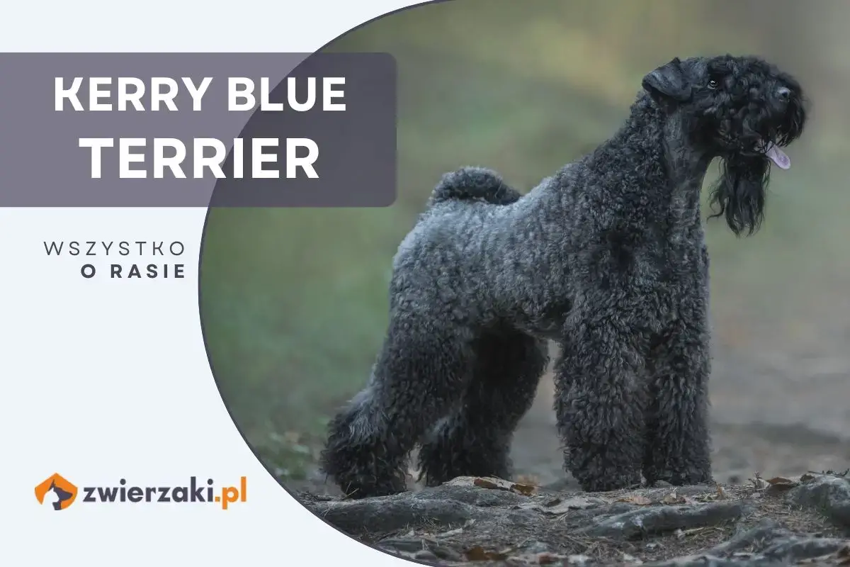 Kerry blue terrier | Dog Project