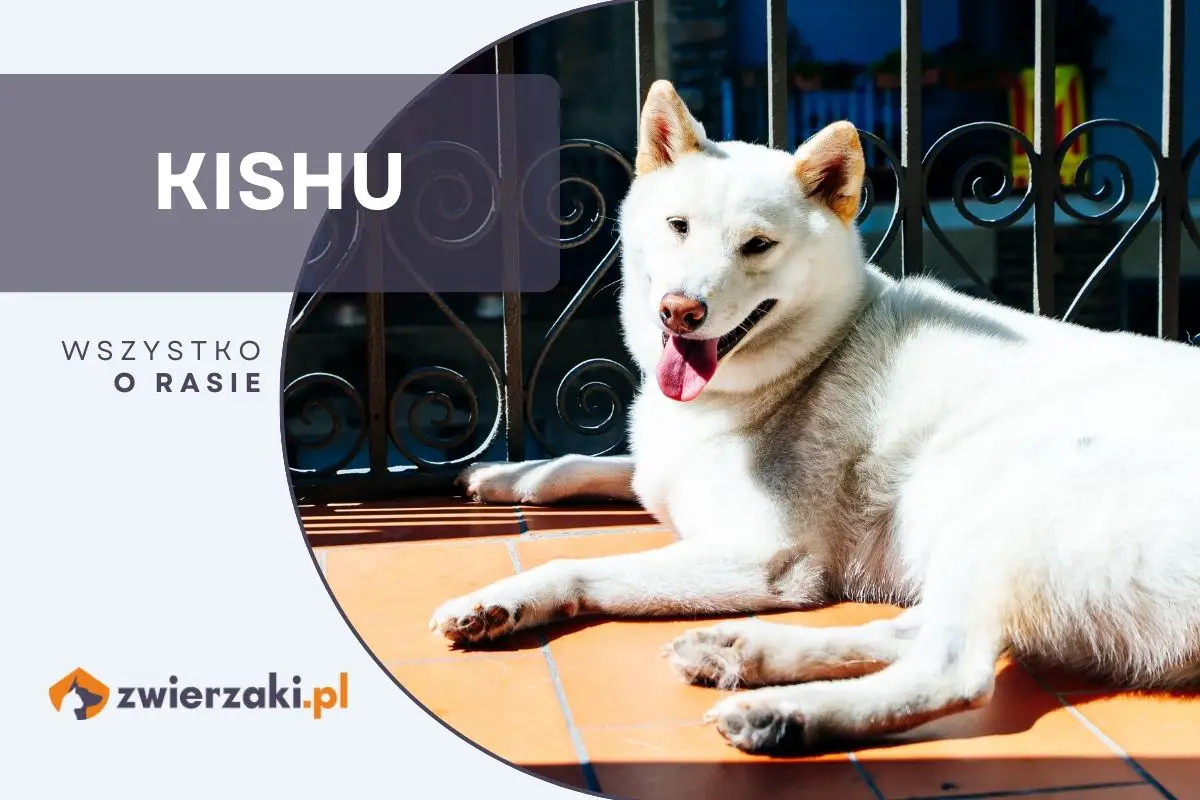 Kishu | Dog Project