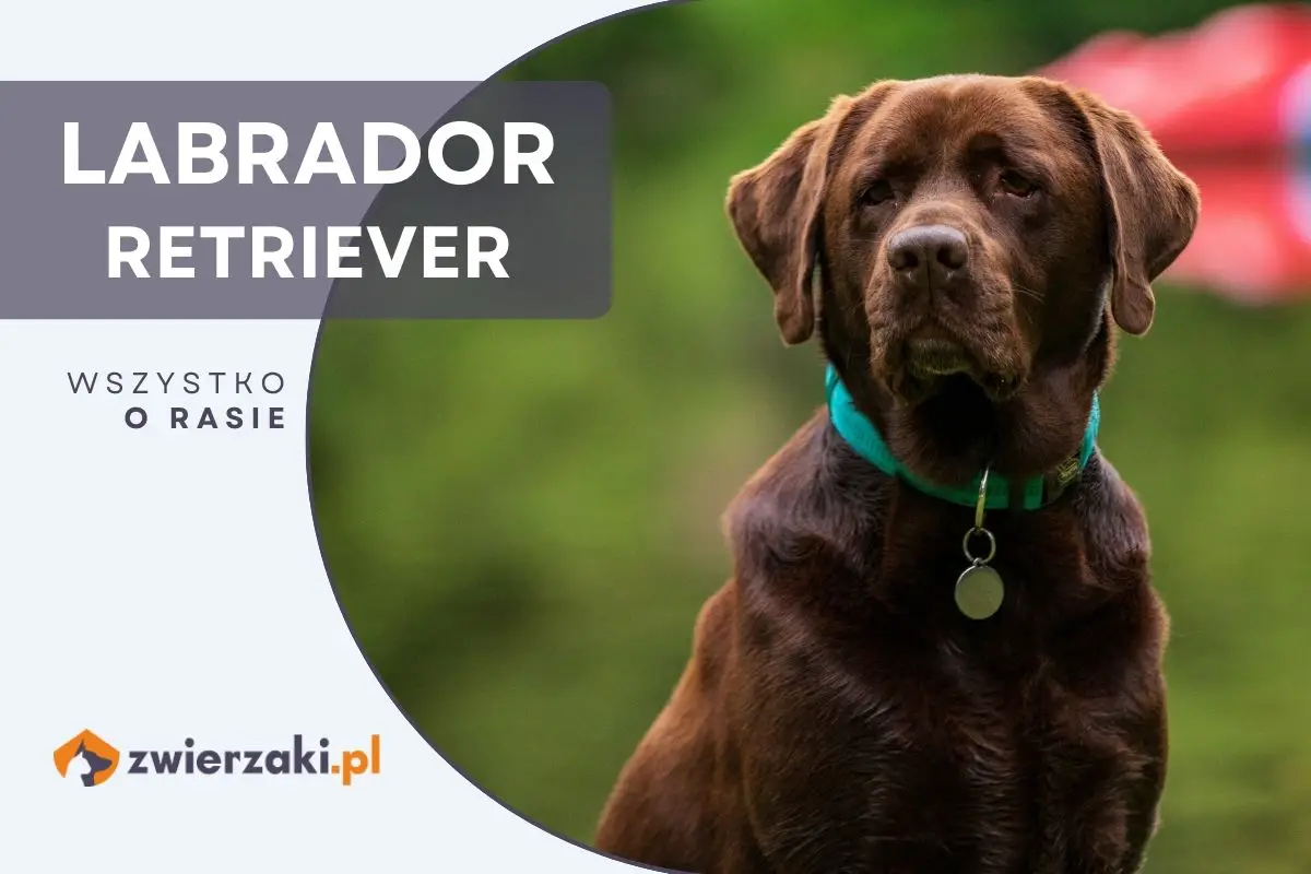 Labrador | Dog Project