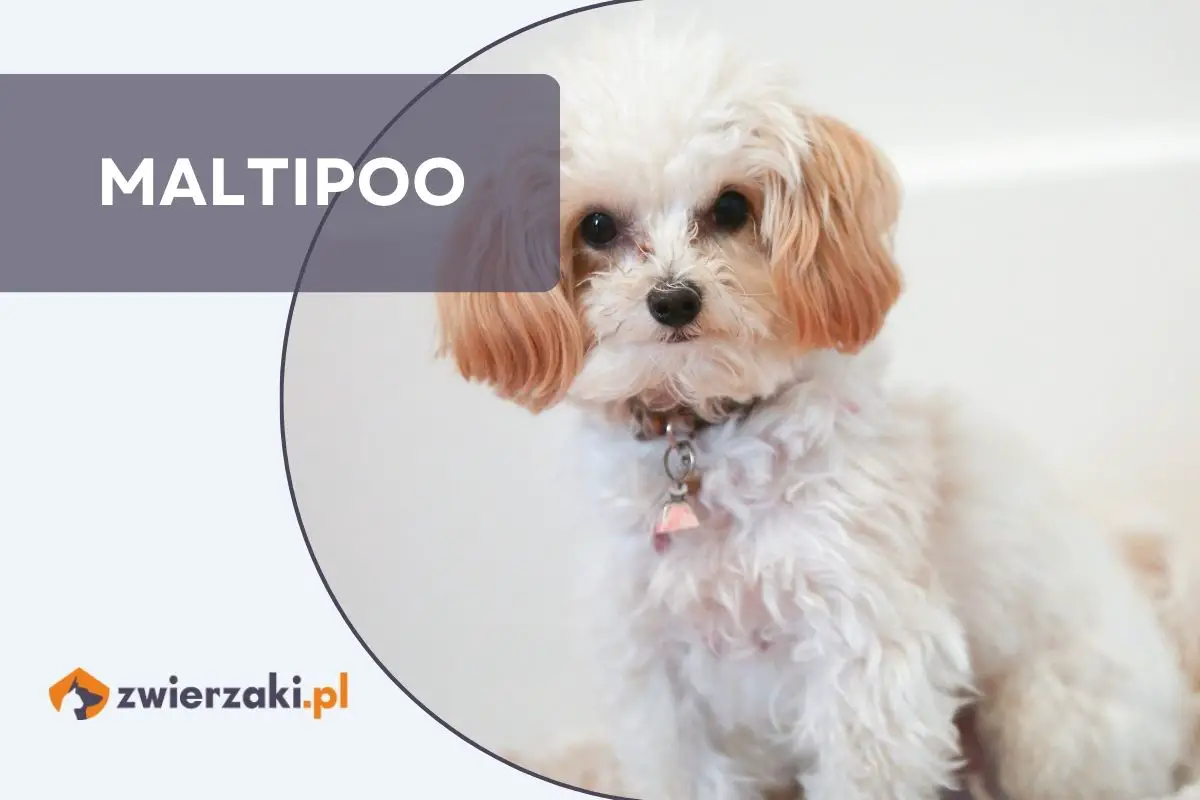 Maltipoo – czy ta rasa psa ma włosy czy sierść?