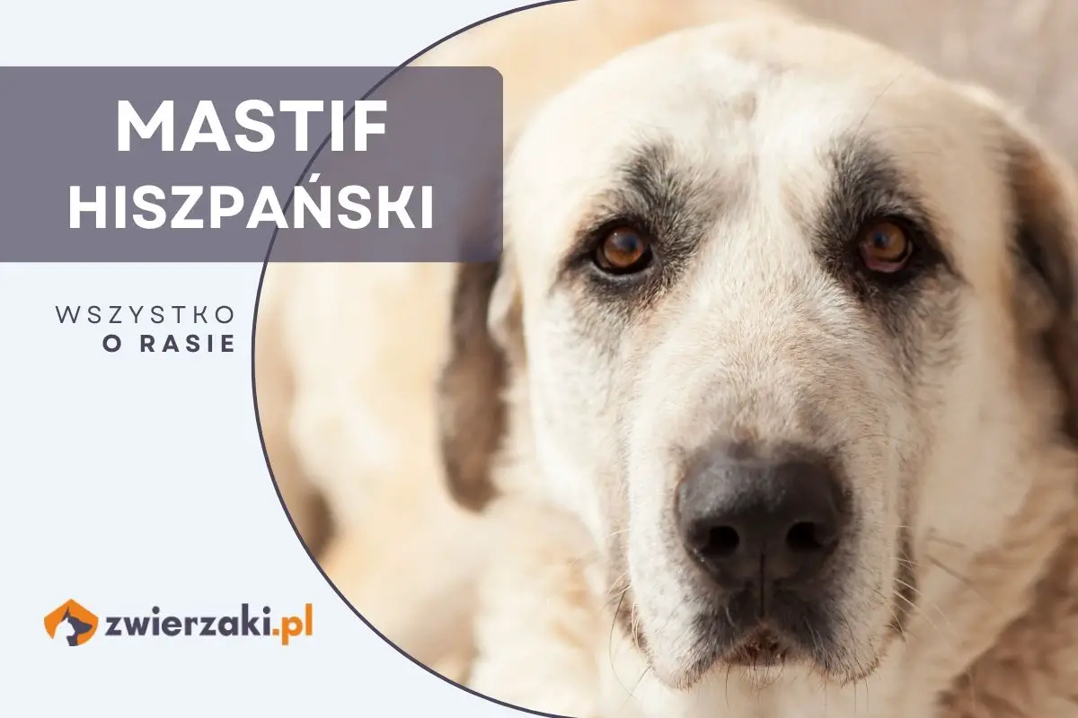 Mastif hiszpański | Dog Project