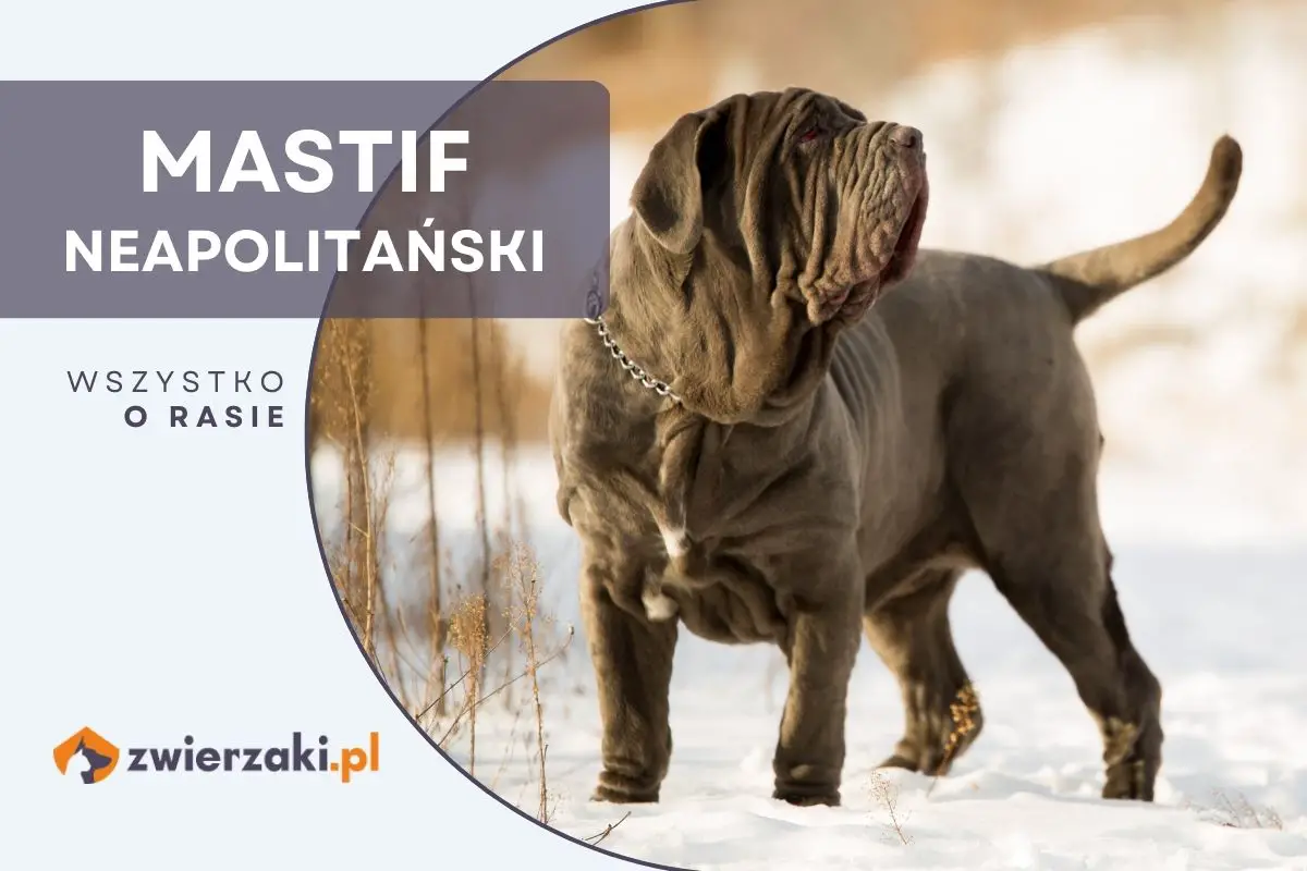 Mastif neapolitański | Dog Project