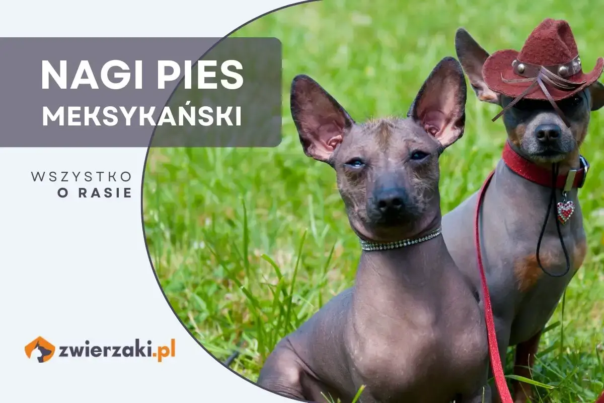 Nagi pies meksykański | Dog Project