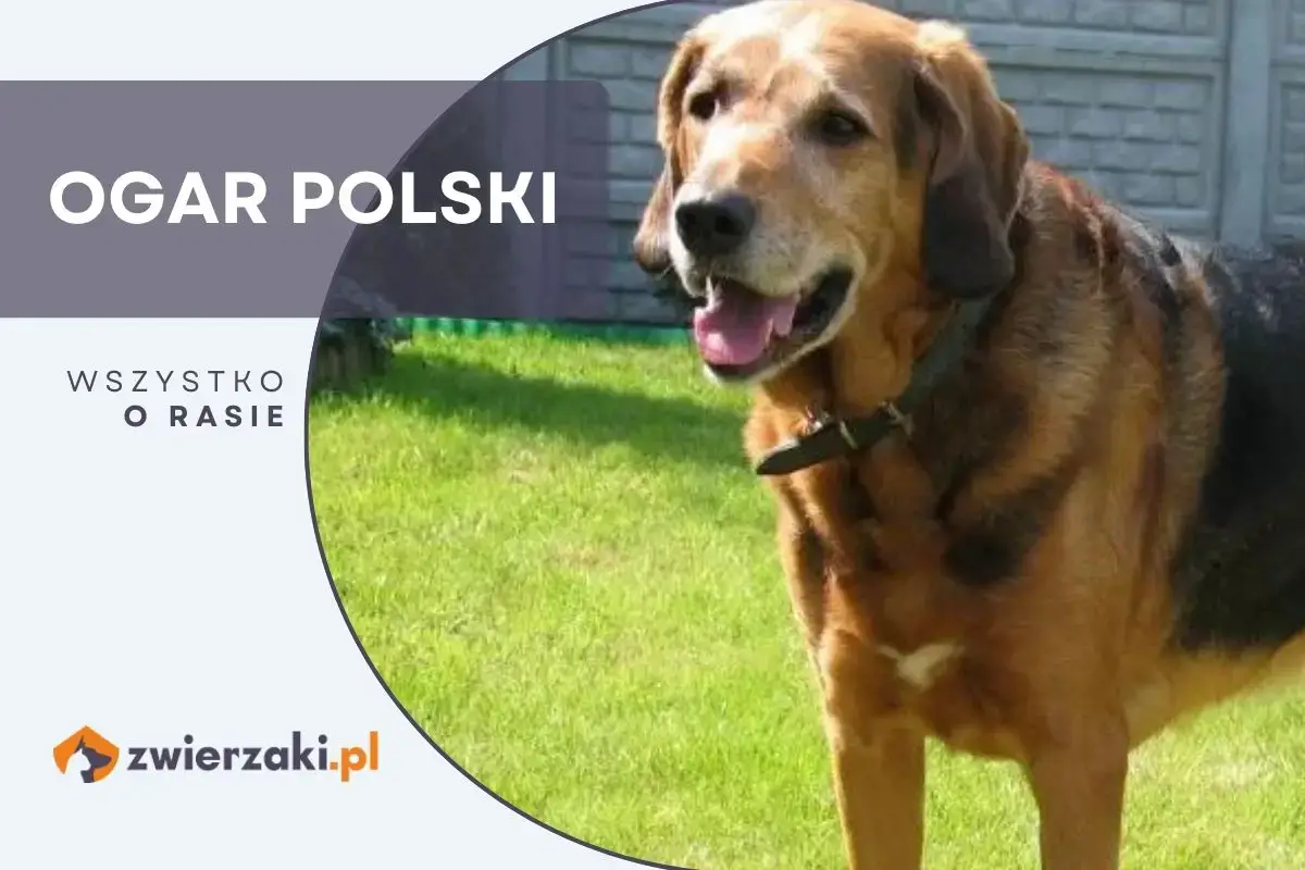 Ogar polski | Dog Project