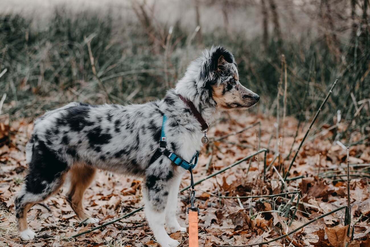 Owczarek australijski ogon - nieznane fakty genetyczne | Dog Project