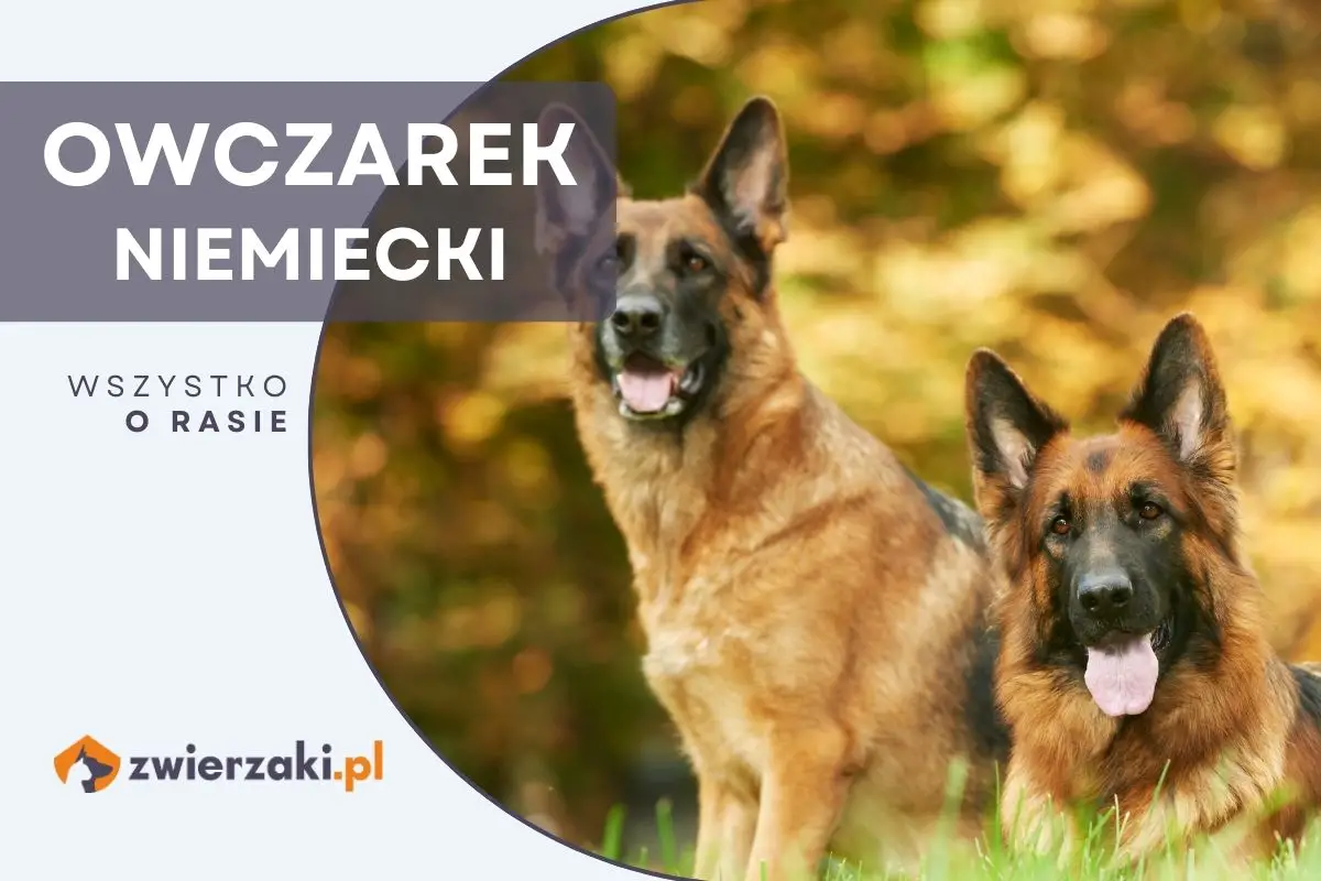 Owczarek niemiecki (wilczur) – opis rasy psa | Dog Project