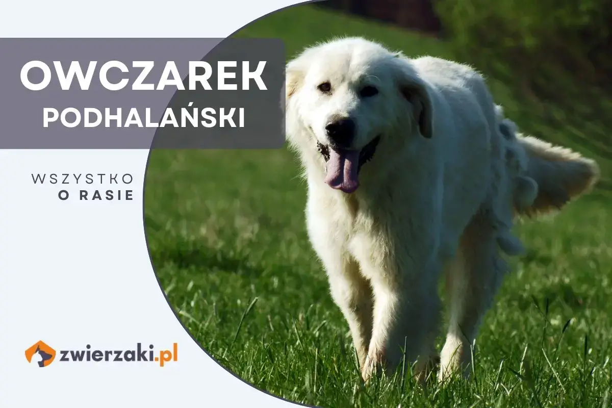 Owczarek podhalański – cena, charakter, tabela wagi | Dog Project