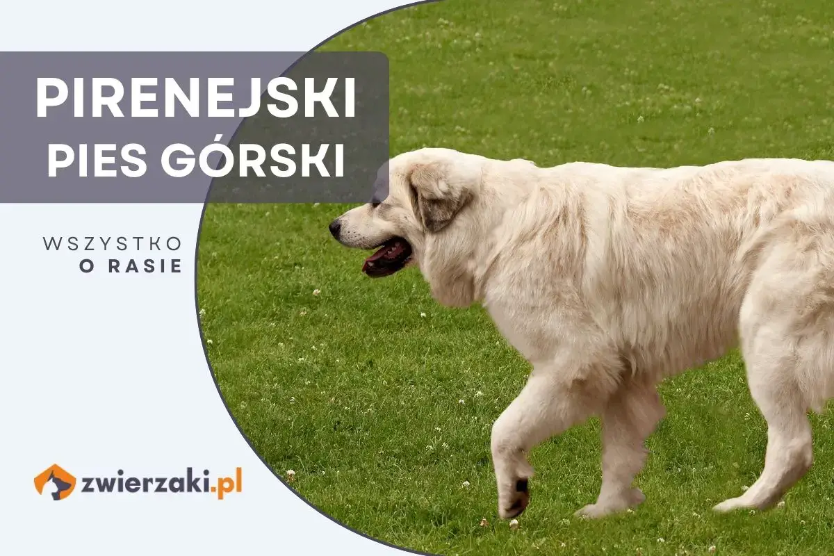 Pirenejski pies górski | Dog Project