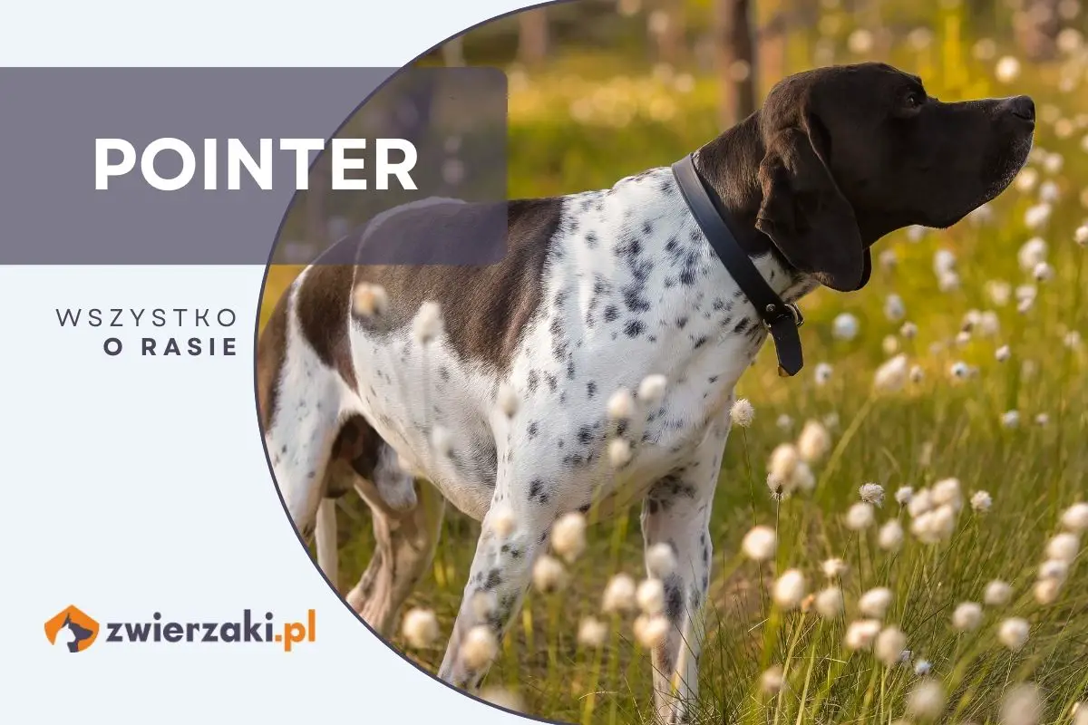 Pointer | Dog Project