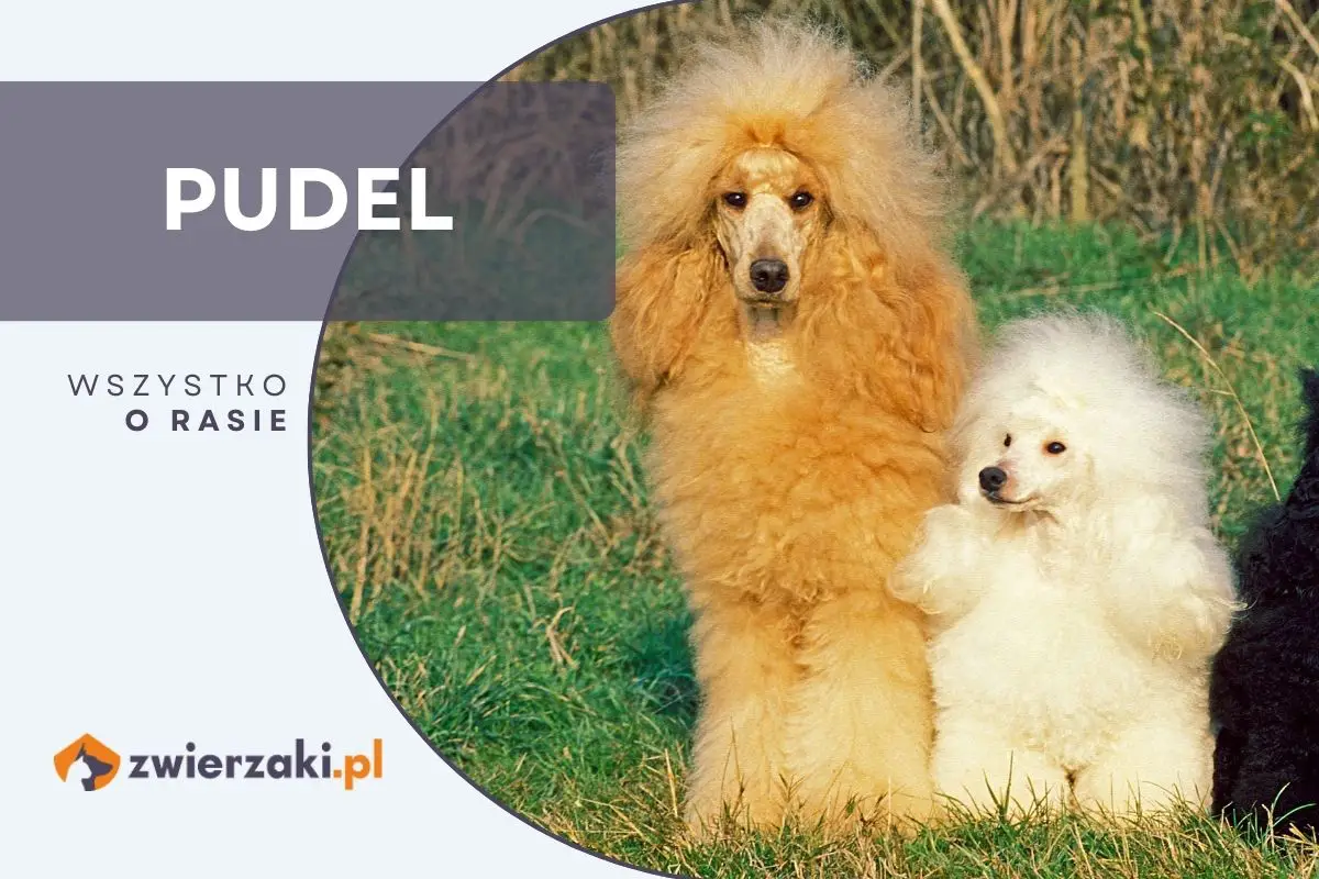 Pudel | Dog Project