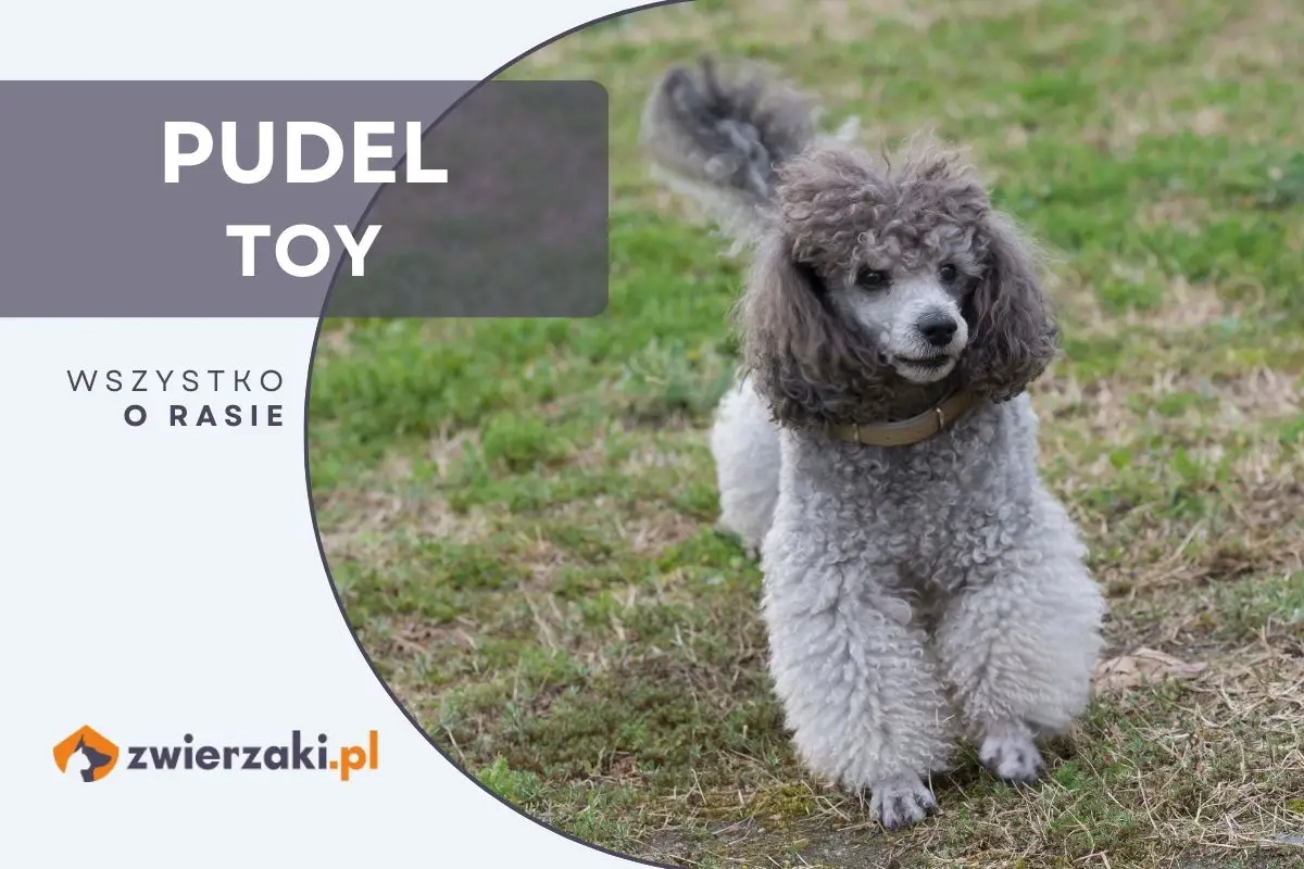 Pudel toy – rozmiar, charakter, opis rasy | Dog Project