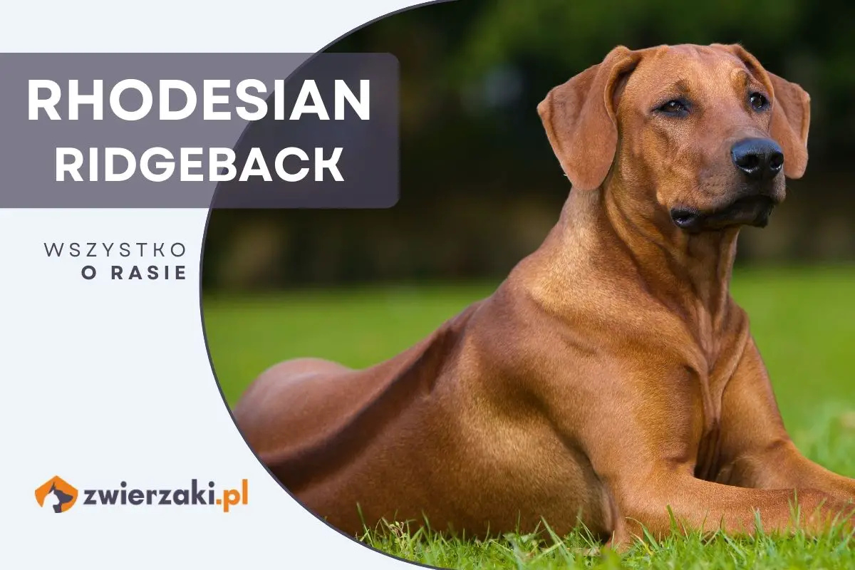 Rhodesian ridgeback | Dog Project