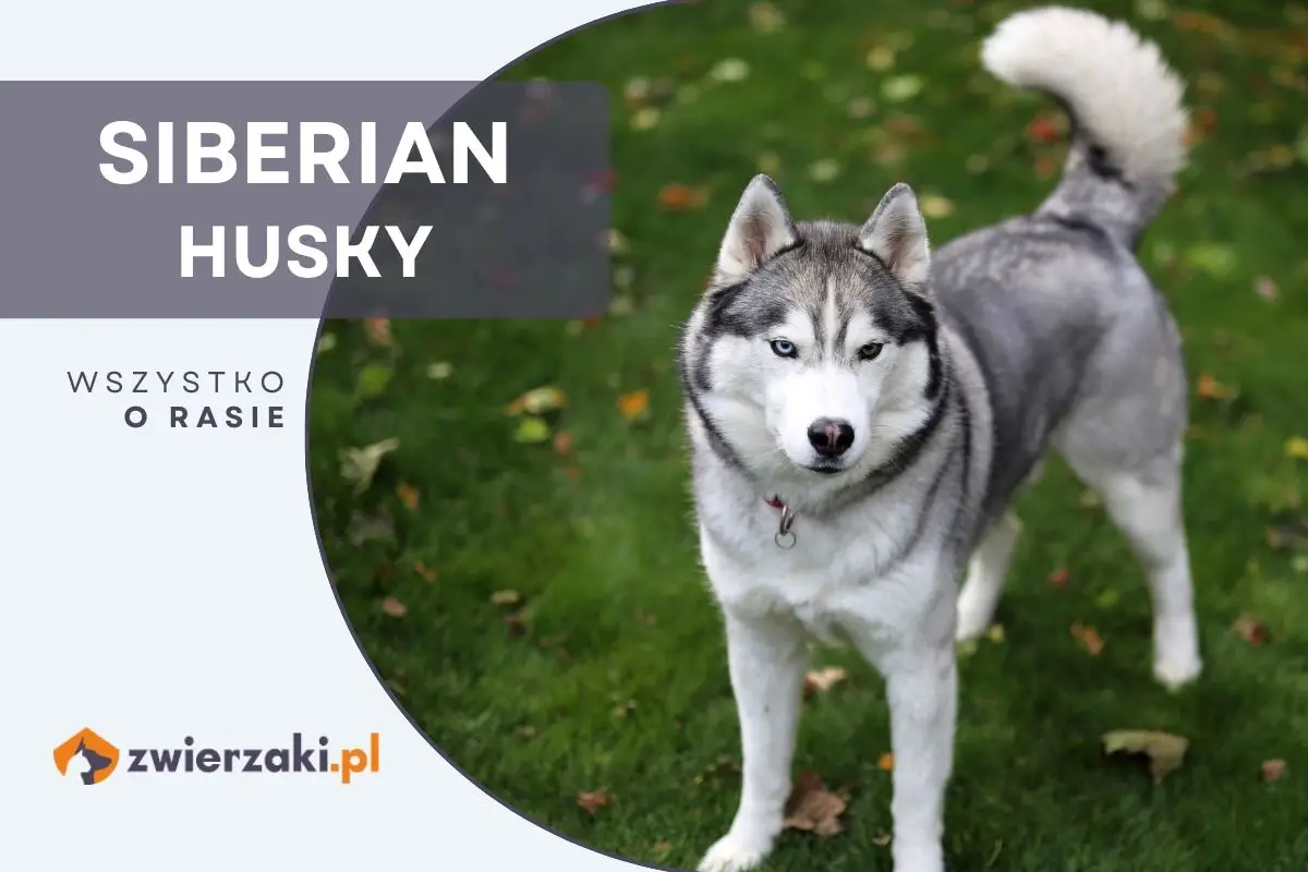Siberian husky | Dog Project