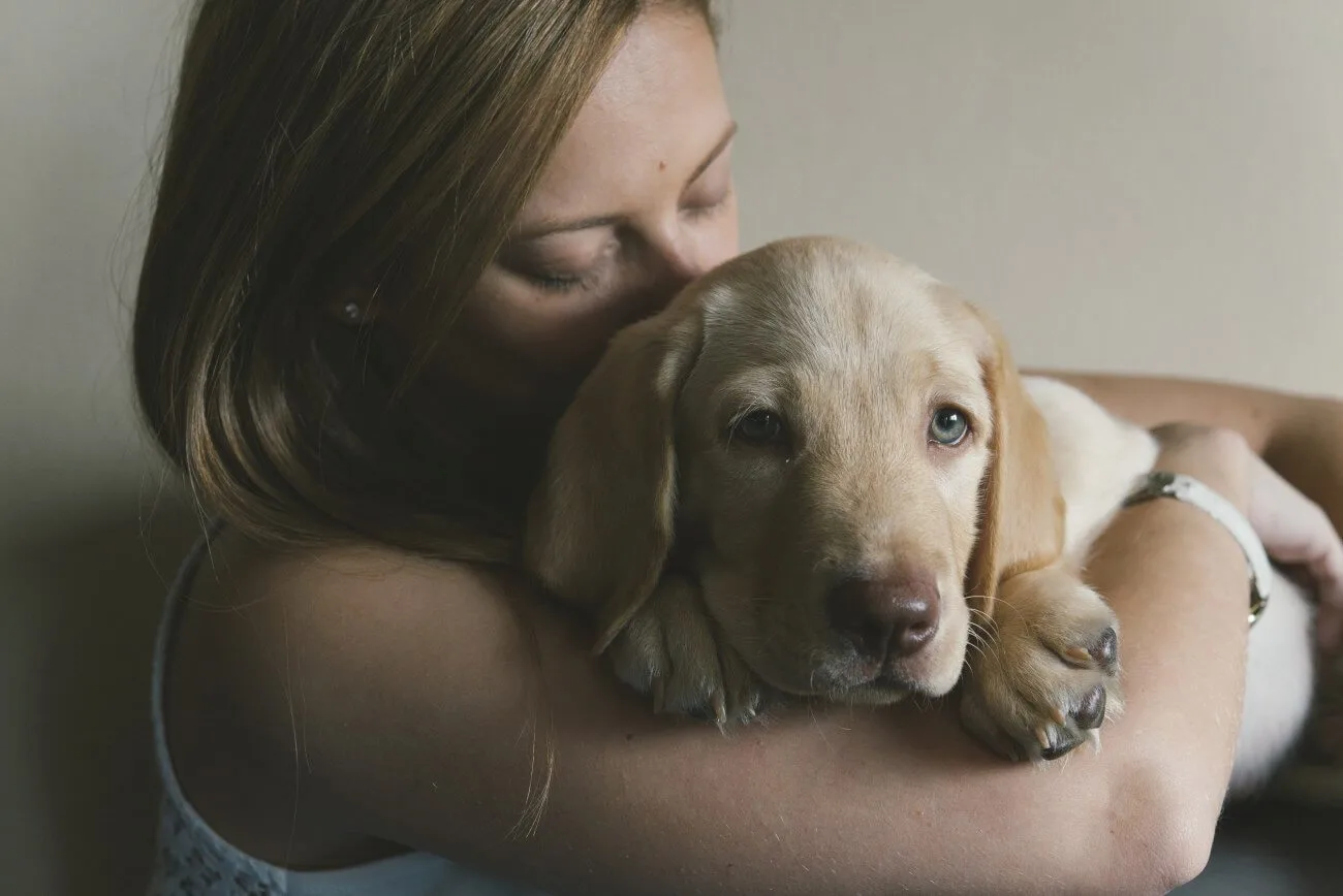 Srebrny labrador – co warto o nim wiedzieć? | Dog Project