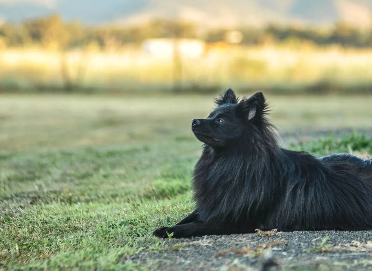 Szpic miniaturowy czarny — tajemnice rzadkiego umaszczenia | Dog Project